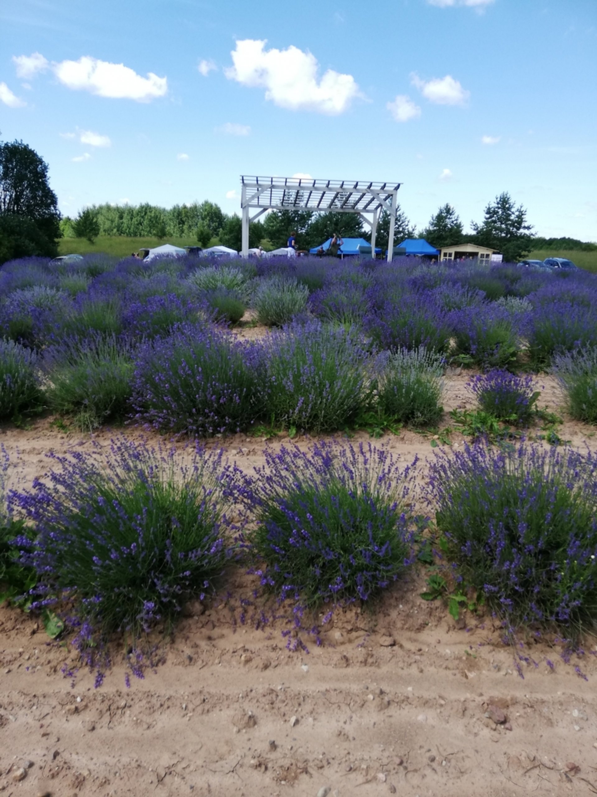Levandų laukas - Pažink Dzūkiją
